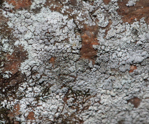 Lepraria humida · iNaturalist