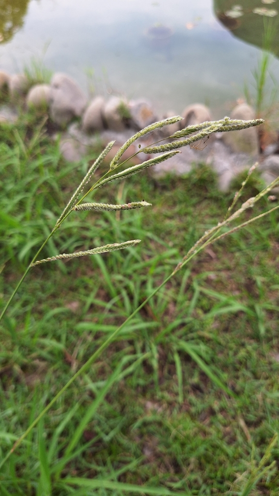 Taranui from 350台灣苗栗縣竹南鎮崎頂里 on May 5, 2024 at 03:39 PM by Ring Tseng ...
