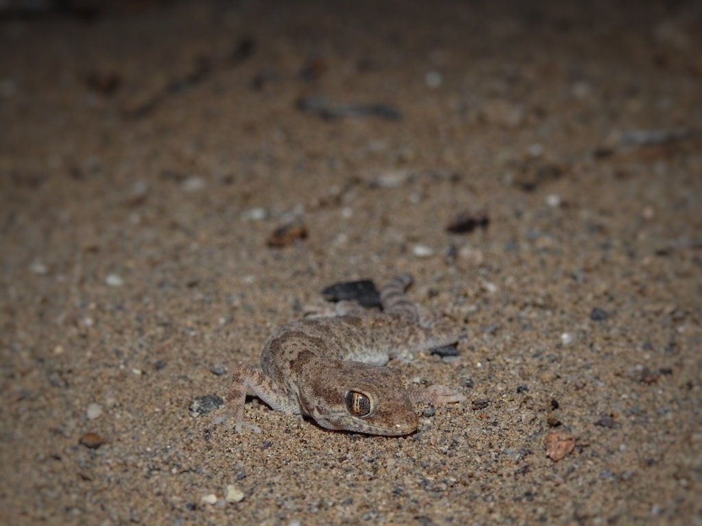 Thick-tailed Tuberculated Gecko from Isfahan, IR on May 4, 2024 at 04: ...