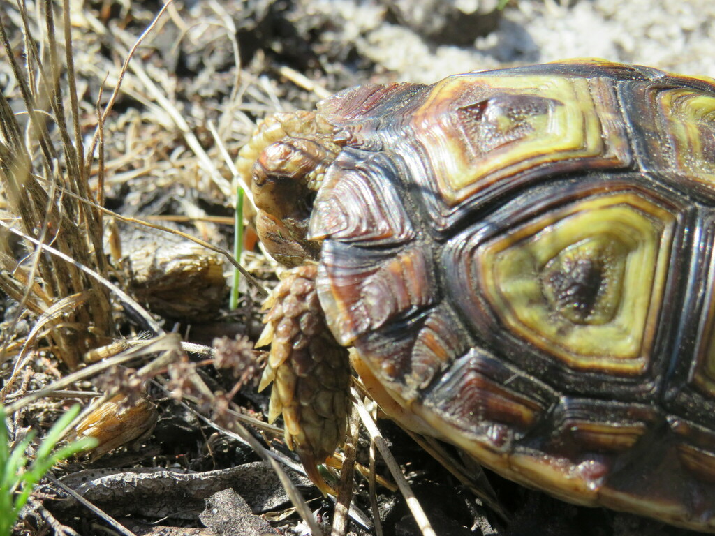 Parrot-beaked Tortoise from Kenilworth, Cape Town, 7708, South Africa ...