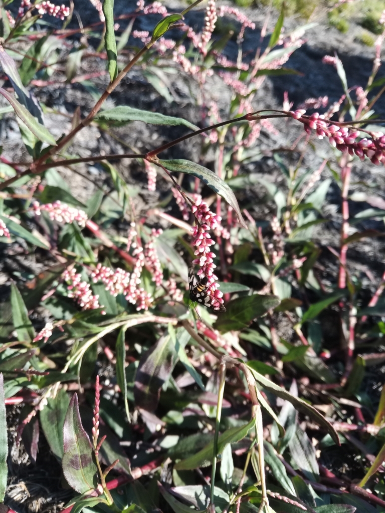 slender knotweed from Kenilworth, Cape Town, 7745, South Africa on ...