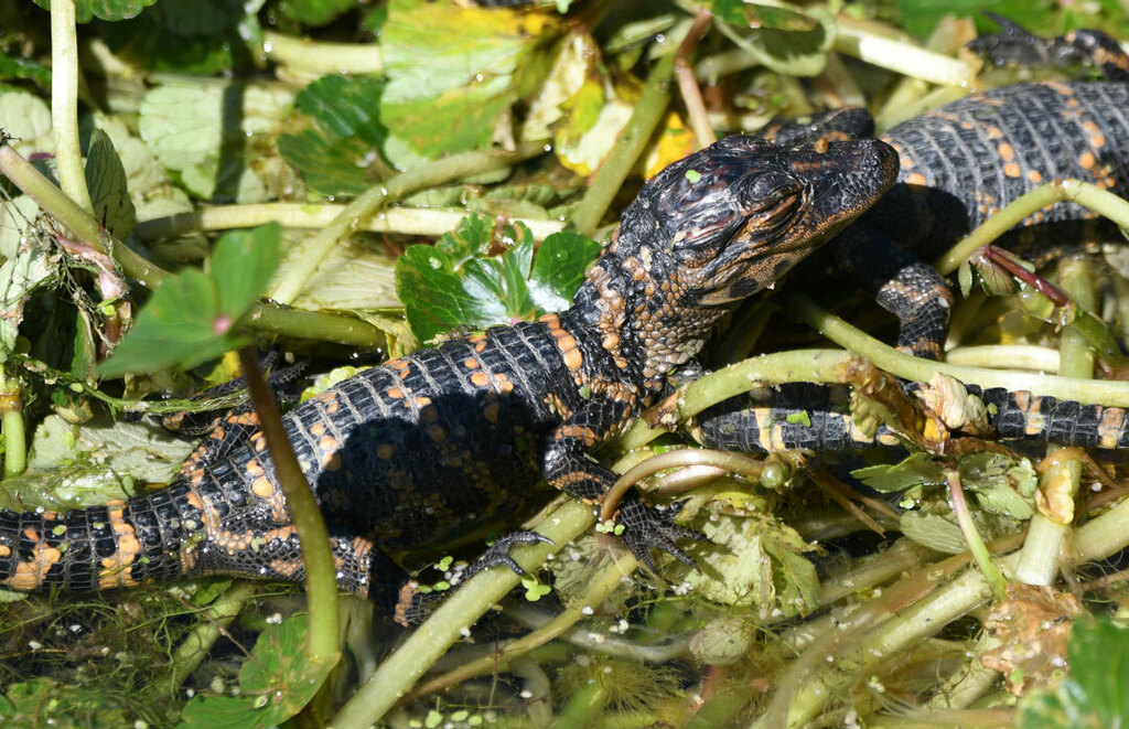 American Alligator from Phinizy Swamp, Augusta, GA, USA on March 29 ...
