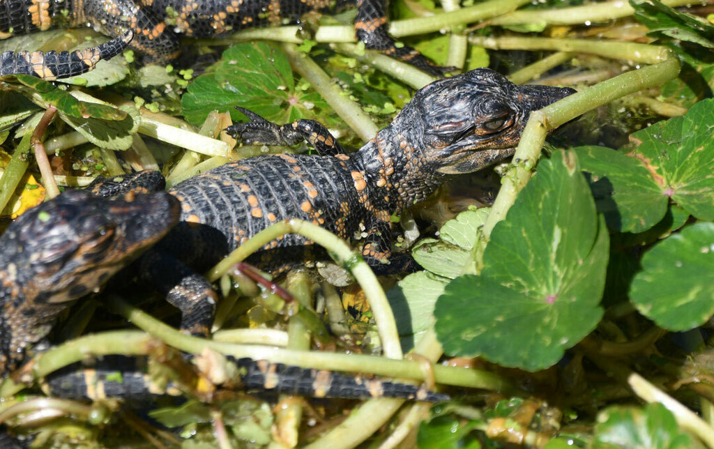 American Alligator from Phinizy Swamp, Augusta, GA, USA on March 29 ...