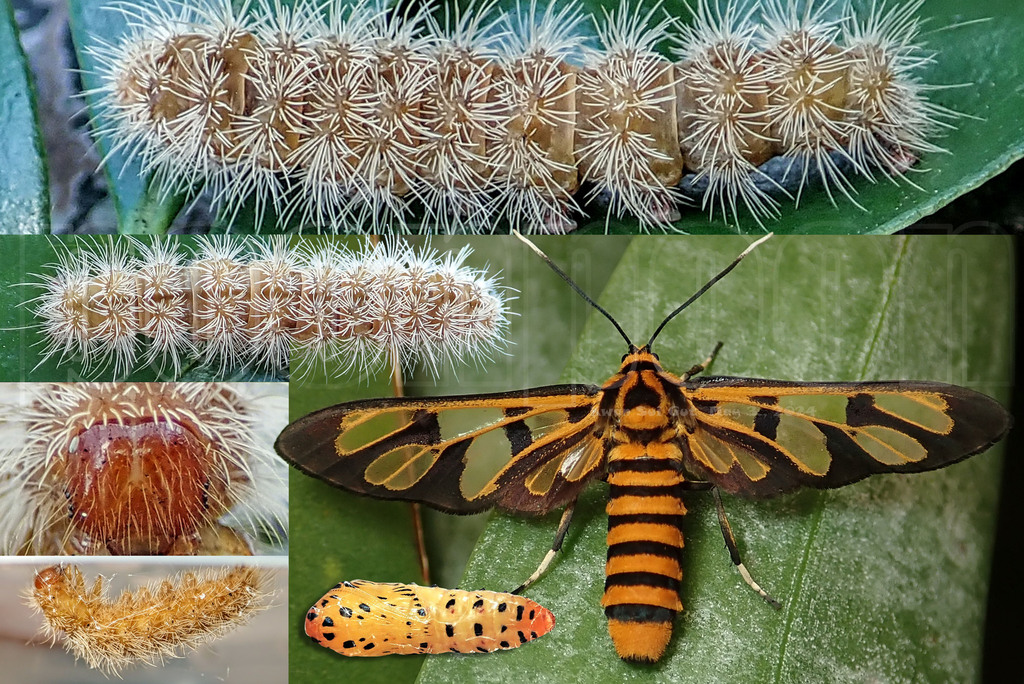 Tiger-Striped Wasp Moth in May 2024 by Suipoon Kwan. Adult ~ https ...