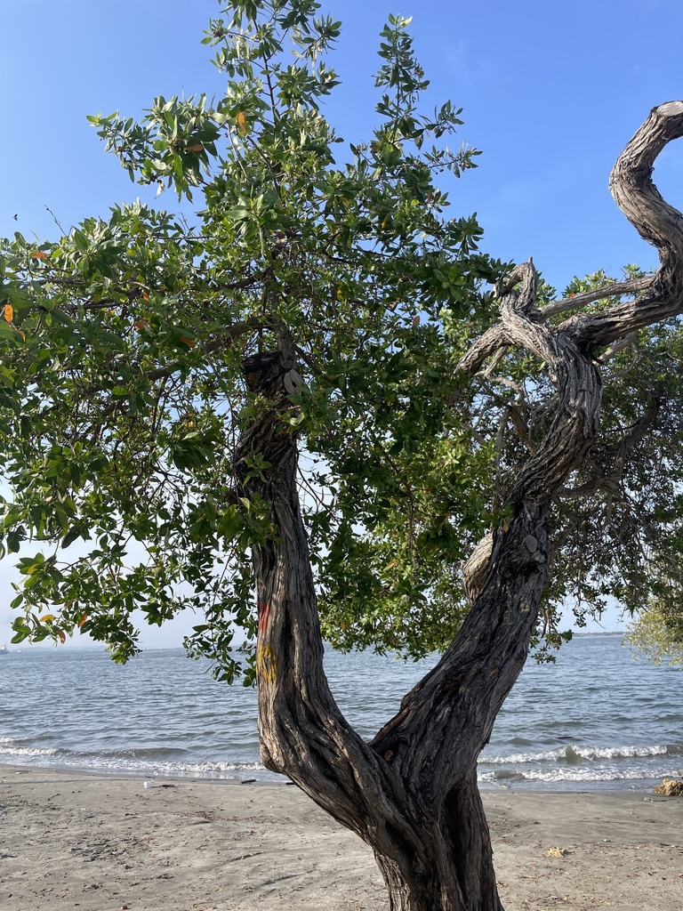 Mangle Botoncillo desde Calle 5, Cartagena, Bolívar, CO el 05 de mayo de 2024 a las 07:26 de ...