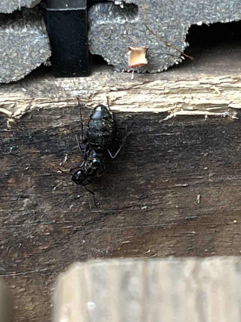 Eastern Black Carpenter Ant from Scotia Ct, Manchester, NJ, US on May 4 ...