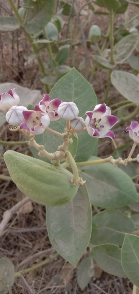 giant milkweed from Nabadia, Uttarakhand 262311, India on April 27 ...