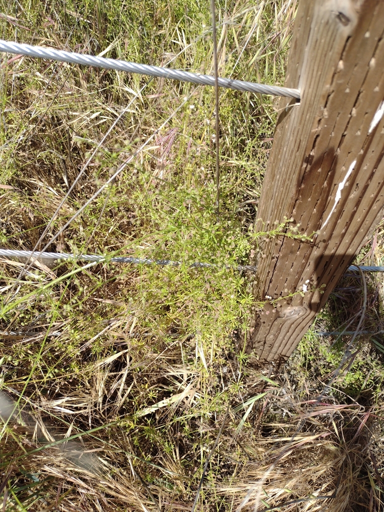 Wall Bedstraw from Temescal Valley, CA 92883, USA on April 29, 2024 at ...
