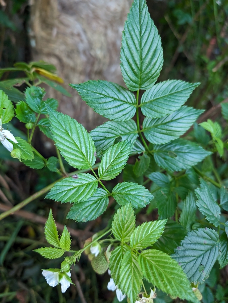 brambles from Maleny QLD 4552, Australia on May 5, 2024 at 04:44 PM by ...