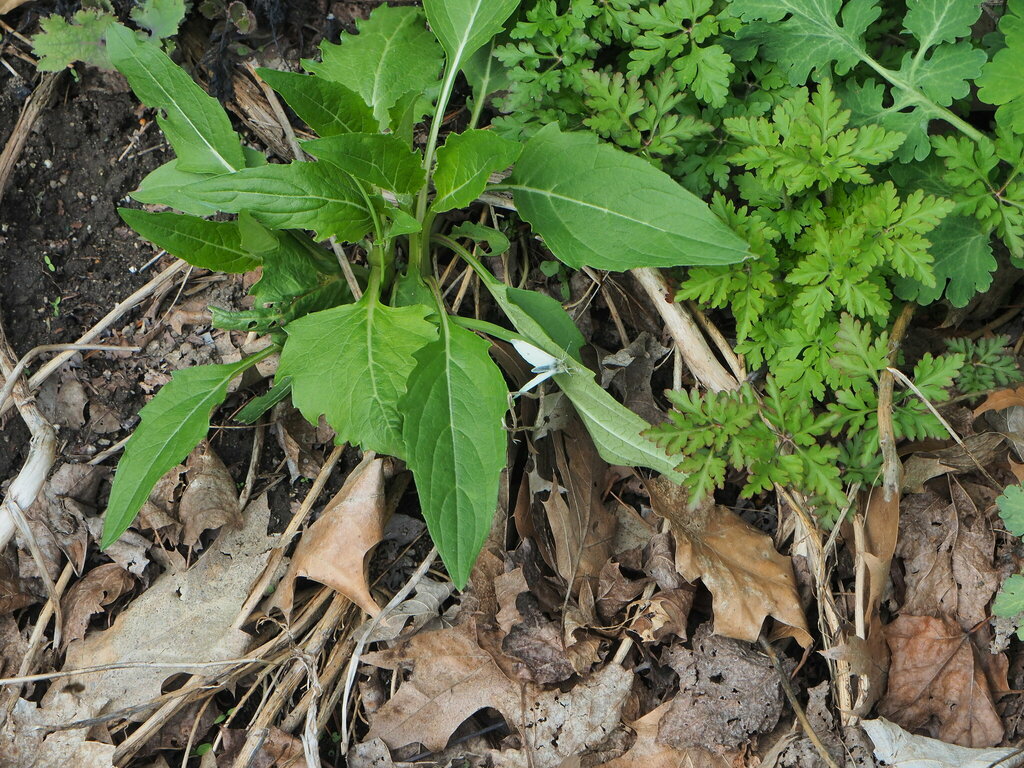 Small White from Lawrence Park South, Toronto, ON, Canada on May 4 ...