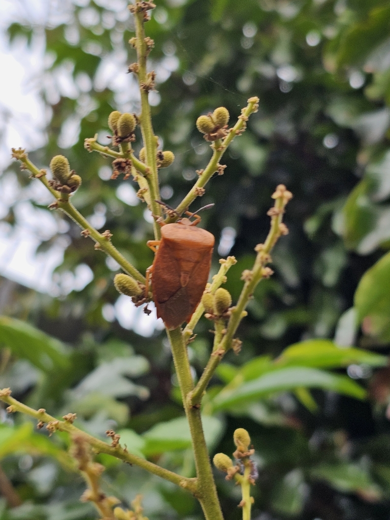 Lychee Stink Bug from 111台灣台北市士林區大豐 on May 4, 2024 at 06:30 AM by 周明煌 ...