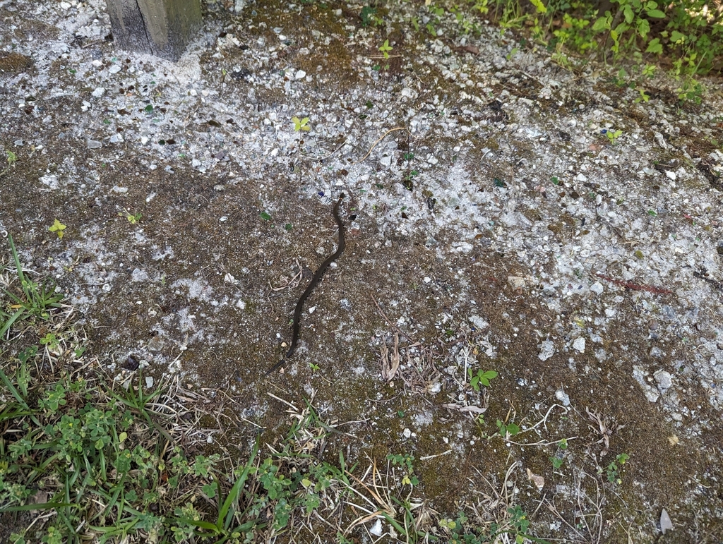 ring-necked snake from DeLand, FL 32720, USA on May 5, 2024 at 09:46 AM ...