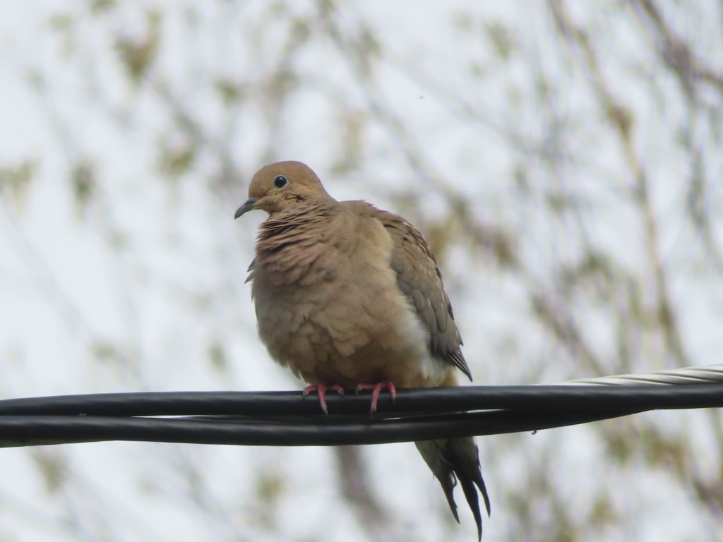 Mourning Dove from Bruce County, ON, Canada on May 4, 2024 at 09:59 AM ...
