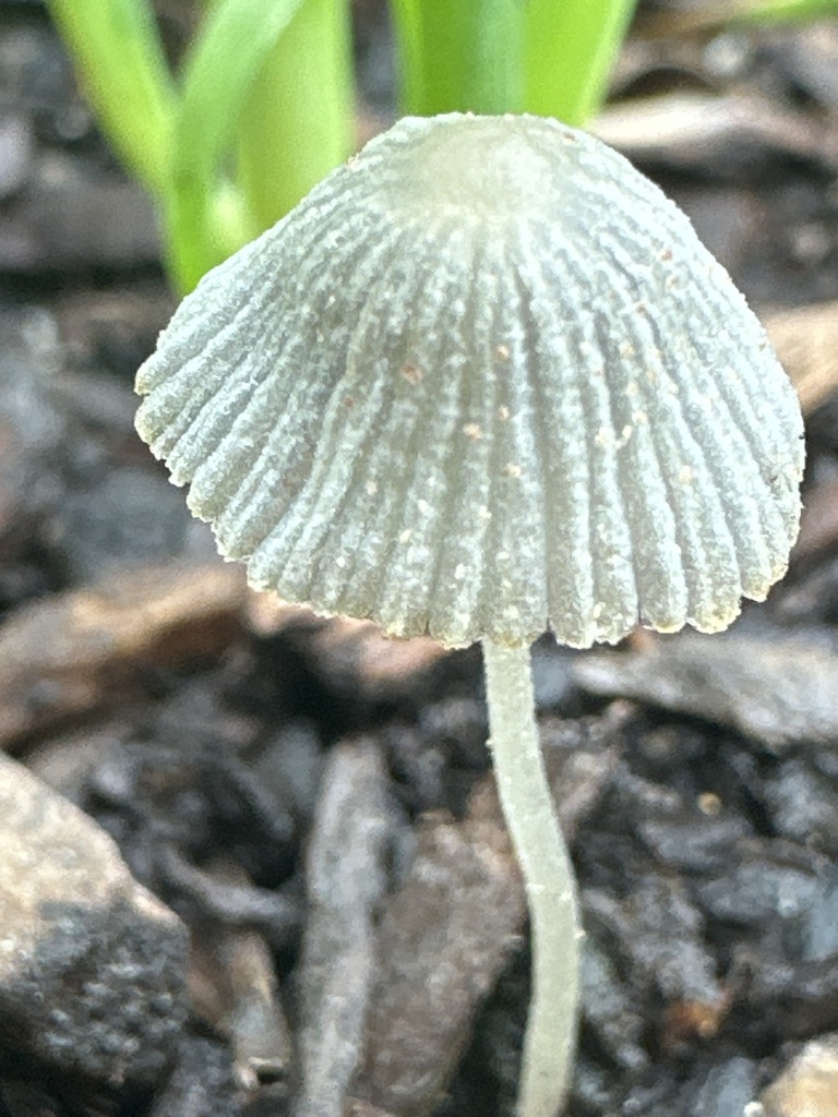 Fragile Dapperling from Old Manchaca Rd, Austin, TX, US on May 5, 2024 ...