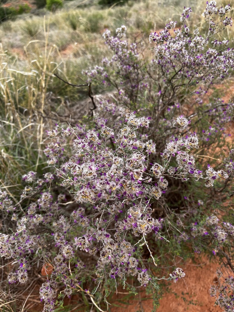feather dalea from Palo Duro Canyon State Park, Canyon, TX, US on May 4 ...