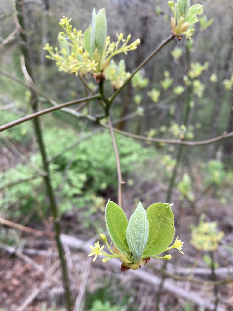 sassafras from Pisgah National Forest, Hot Springs, NC, US on May 3 ...