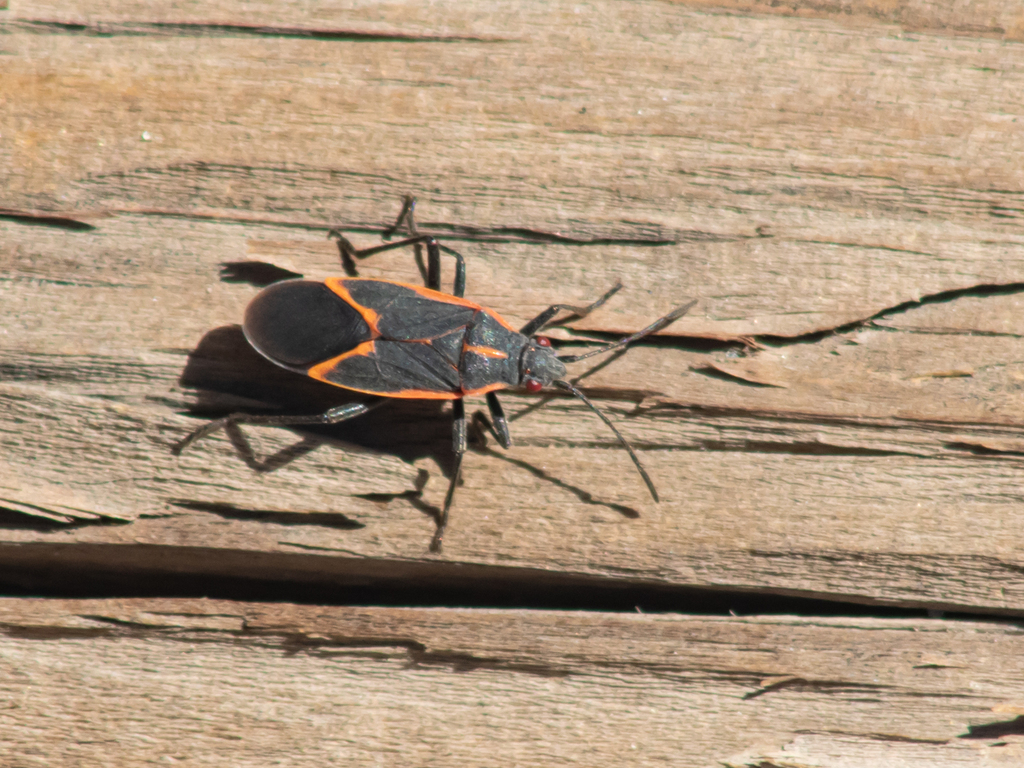 Eastern Boxelder Bug from Lower Arapahoe, Boulder, CO, USA on April 14 ...