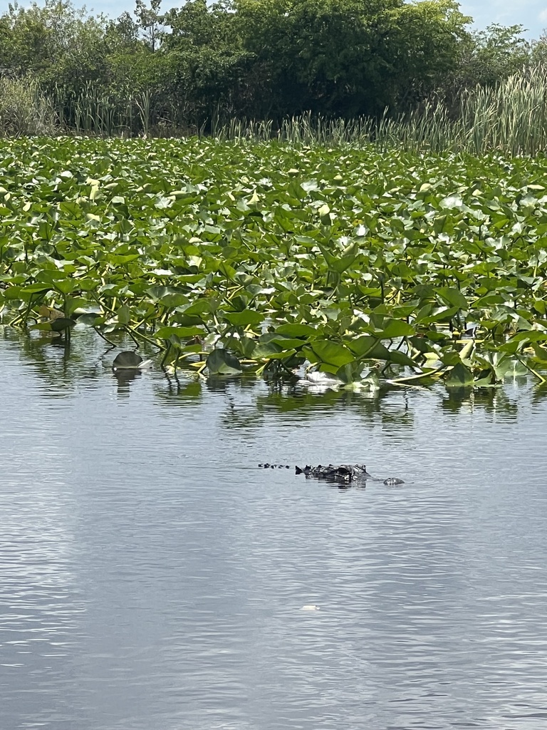 American Alligator from Fort Lauderdale, FL, US on April 27, 2024 at 01 ...