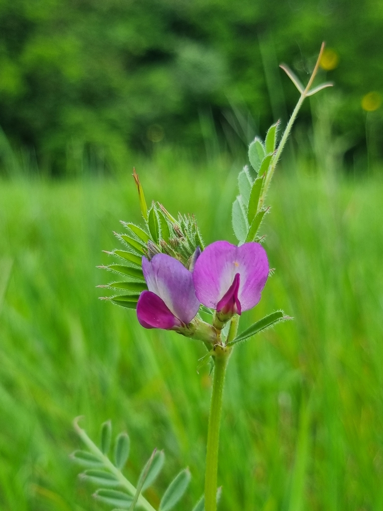 Common Vetch from Wembley HA9, UK on May 5, 2024 at 04:33 PM by Phillip ...