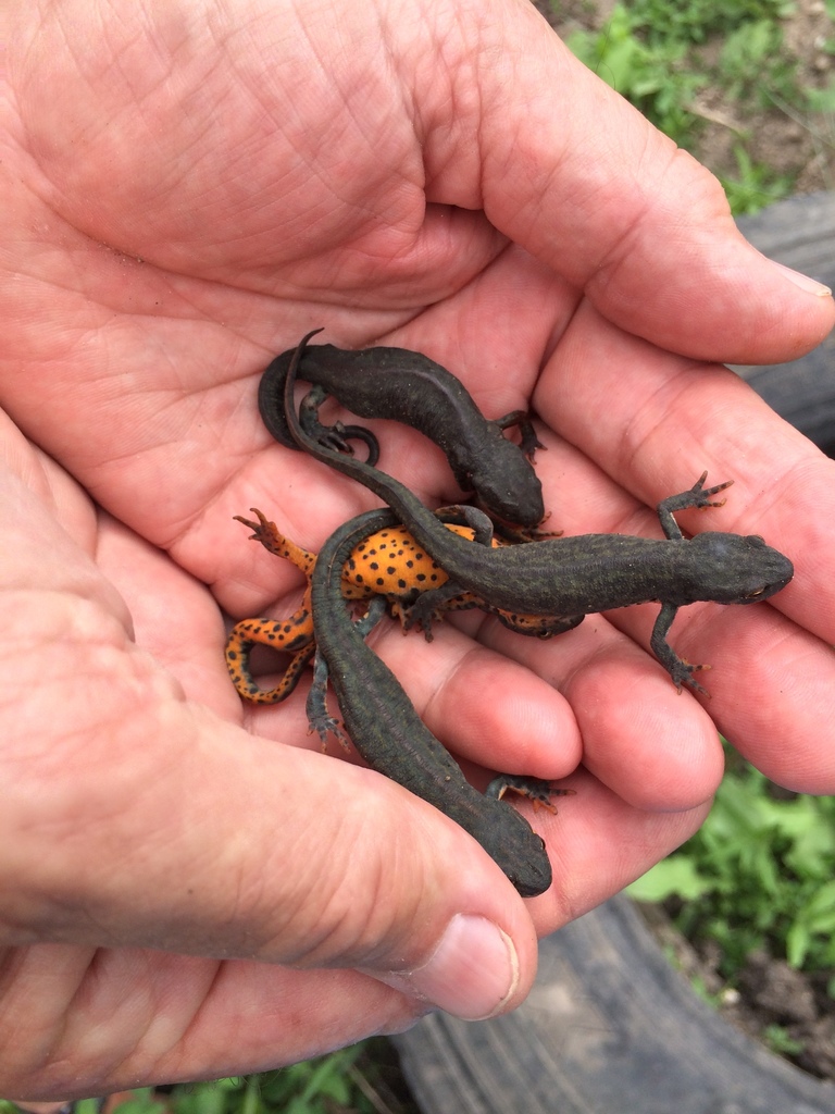 Black-spotted Newt in April 2017 by raytoe · iNaturalist