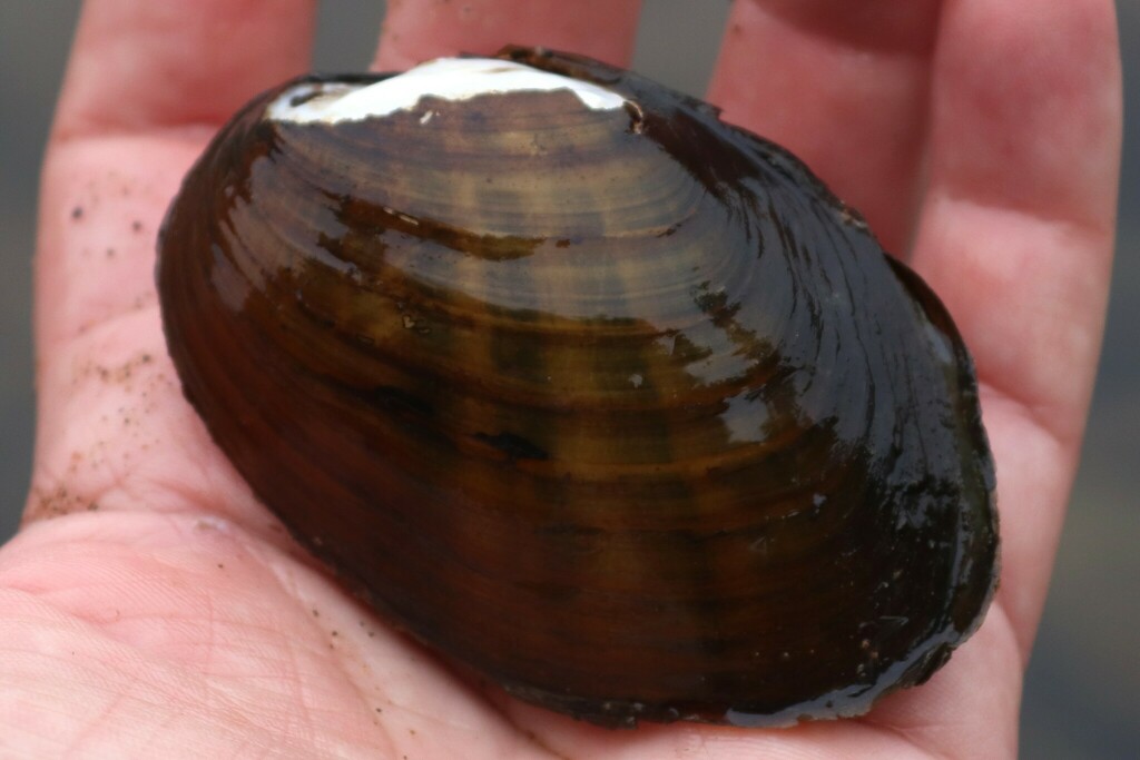 Mucket from Oil City, PA 16301, USA on May 5, 2024 at 10:48 AM by ...