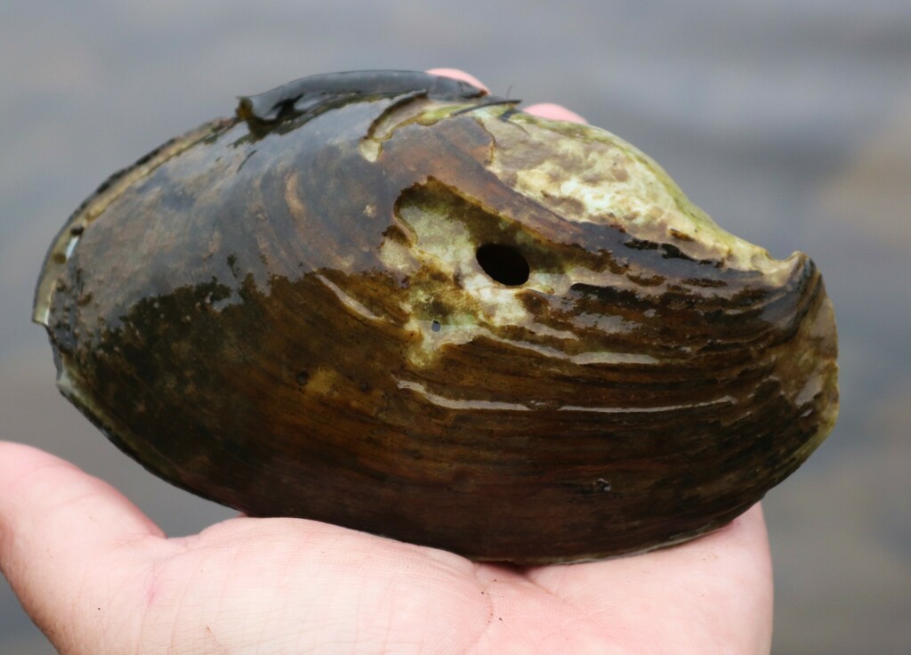 Mucket from Oil City, PA 16301, USA on May 5, 2024 at 10:57 AM by ...