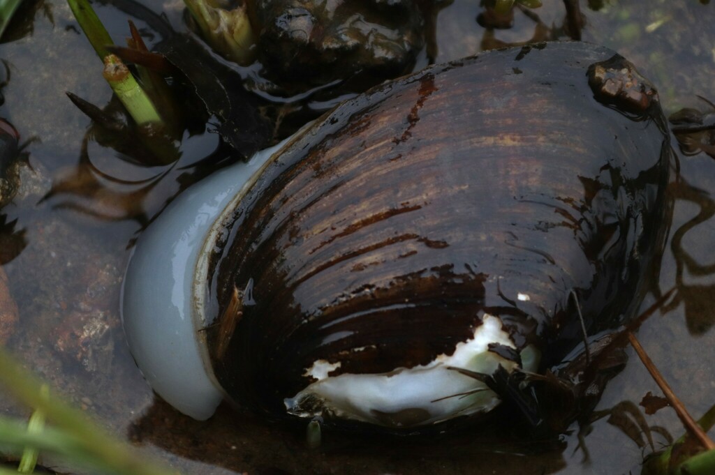 Mucket from Oil City, PA 16301, USA on May 5, 2024 at 11:02 AM by ...