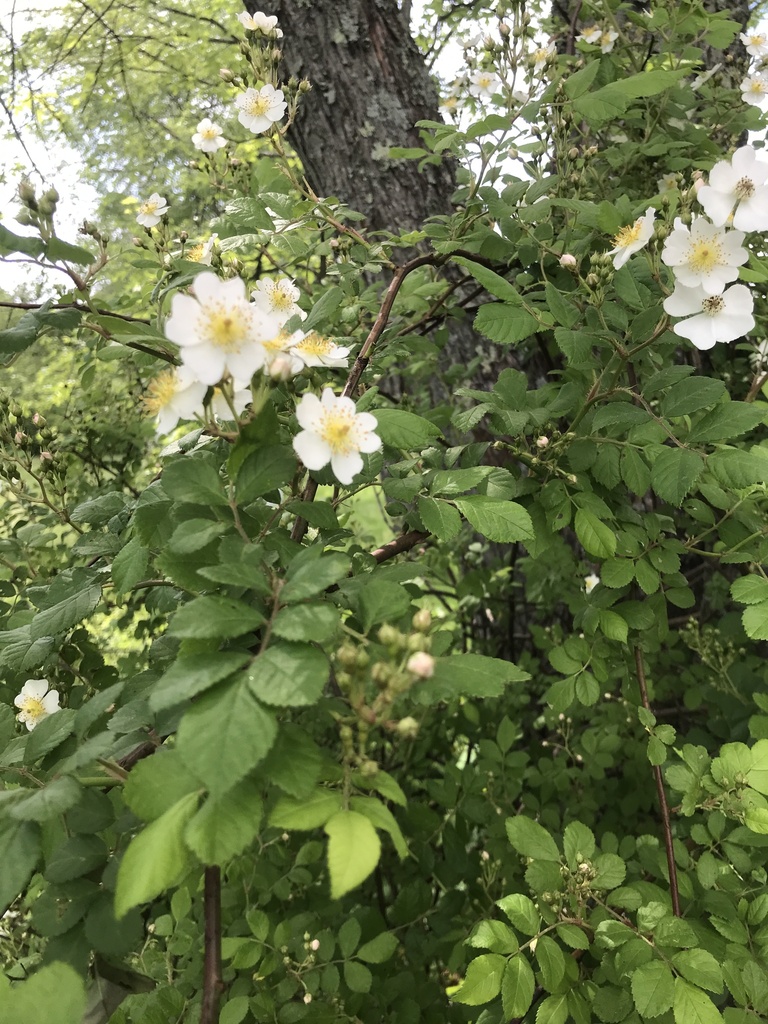 multiflora rose from S Knightridge Rd, Bloomington, IN, US on May 05 ...