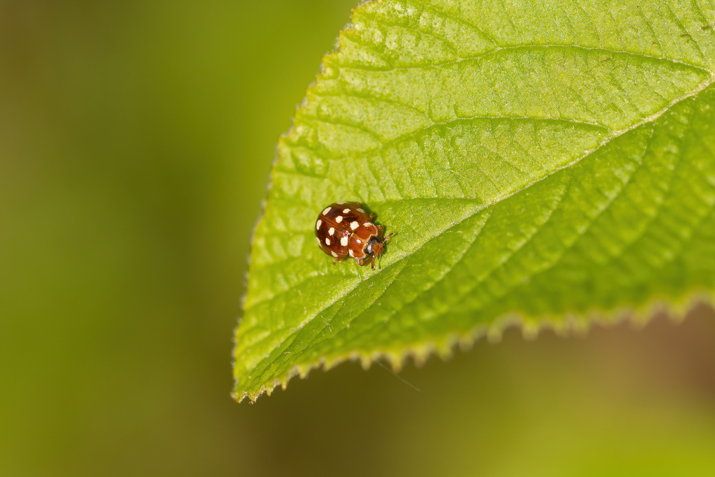Cream-spotted Ladybird from Surrey, UK on May 5, 2024 at 10:36 AM by ...