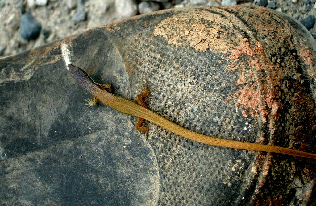 Elegant Eyed Lizard from Francisco de Orellana, Ecuador on January 4 ...