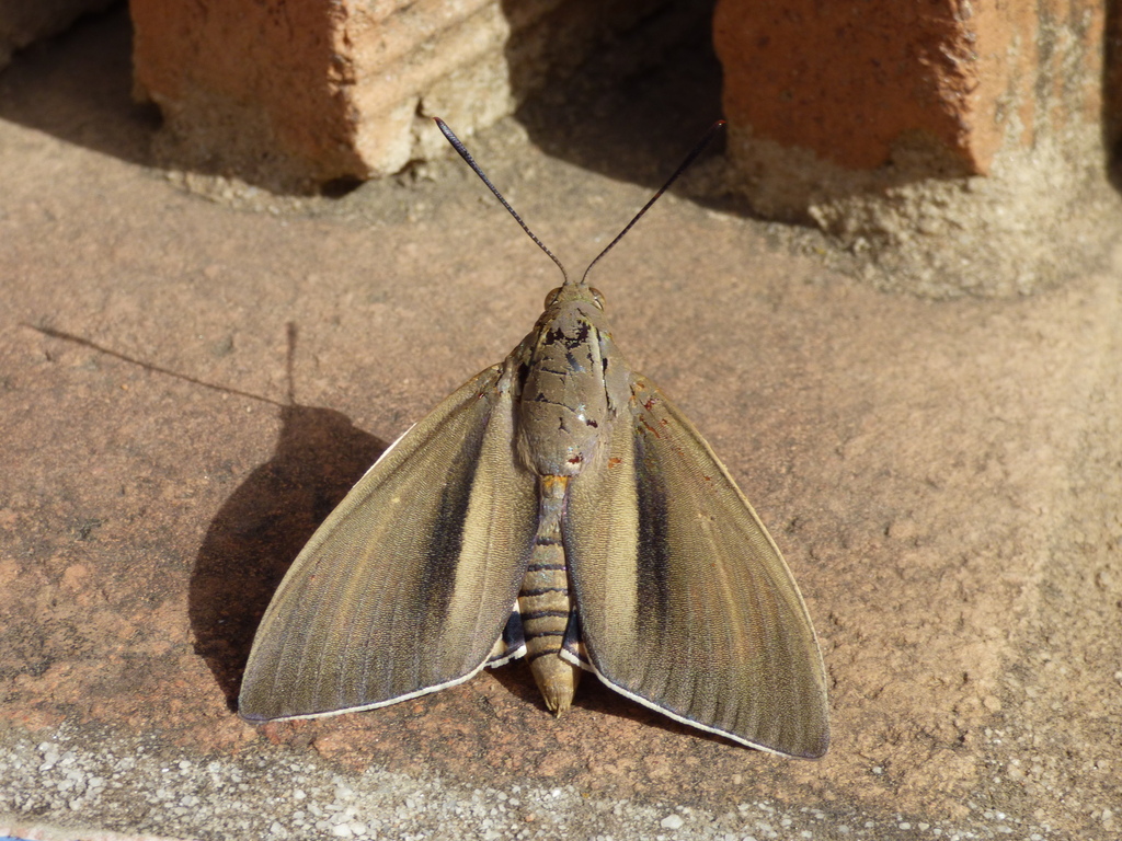 Palm Moth from Málaga, España on July 11, 2023 at 05:25 PM by Samuel ...