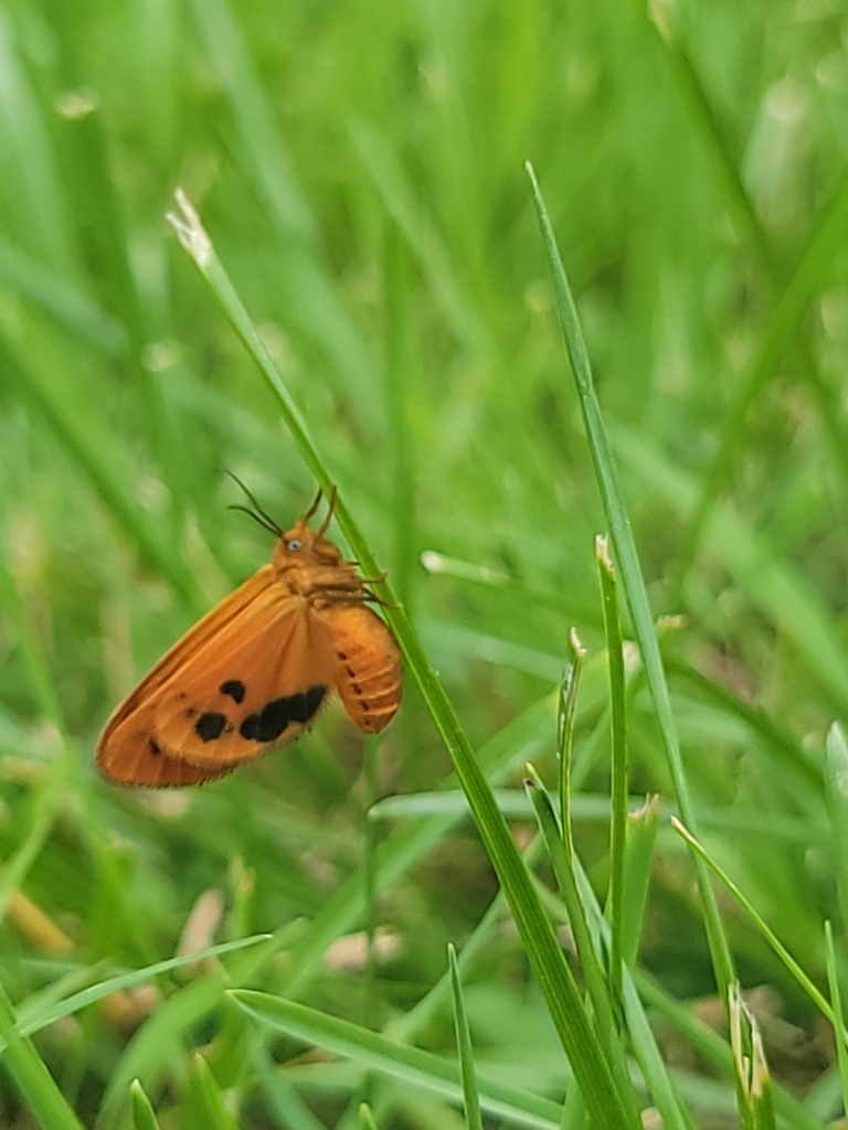 Orange Virbia Moth from Pigeon Forge, TN 37876, USA on May 5, 2024 at ...