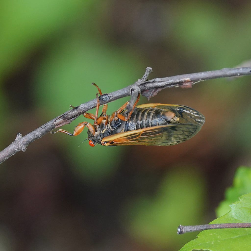 Cassin's 13-Year Cicada from Jefferson County, MO, USA on May 5, 2024 ...