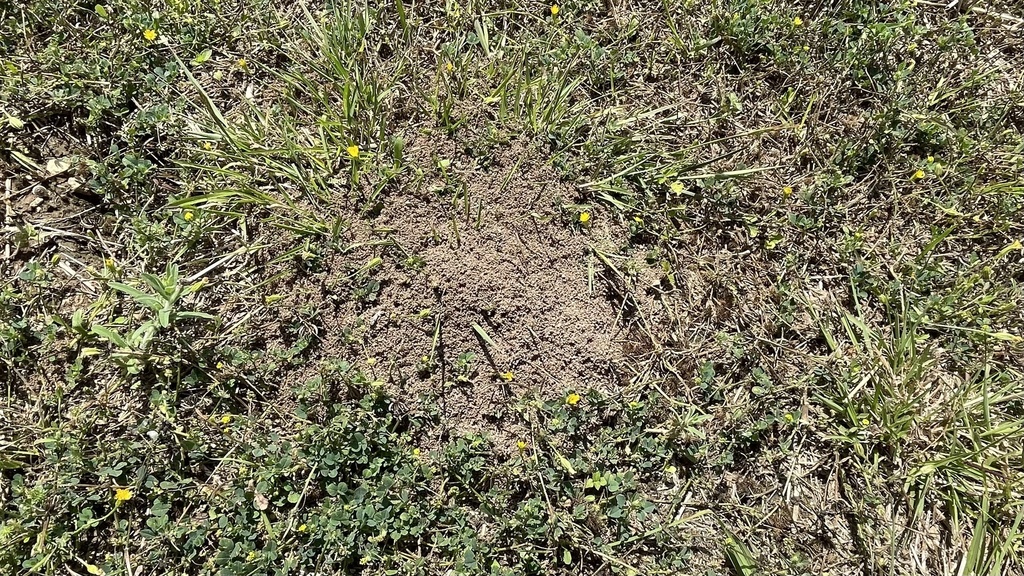 Red Imported Fire Ant from Knights Cross Dr, San Antonio, TX, US on ...