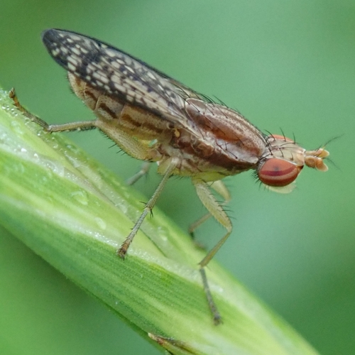 Trypetoptera canadensis · NaturaLista Colombia