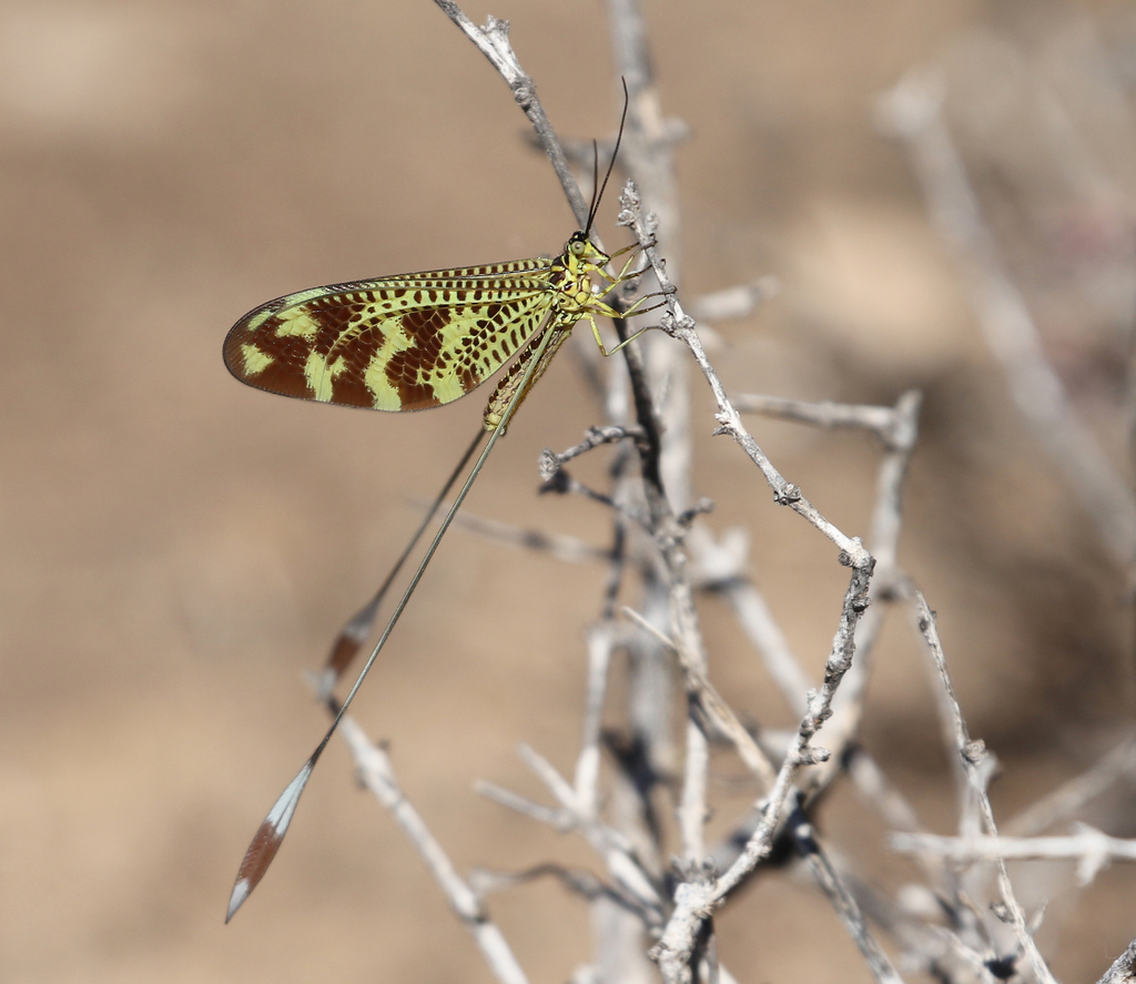 Two-winged Spoonwing from Almería, Andalusia, Spain on May 3, 2024 at ...