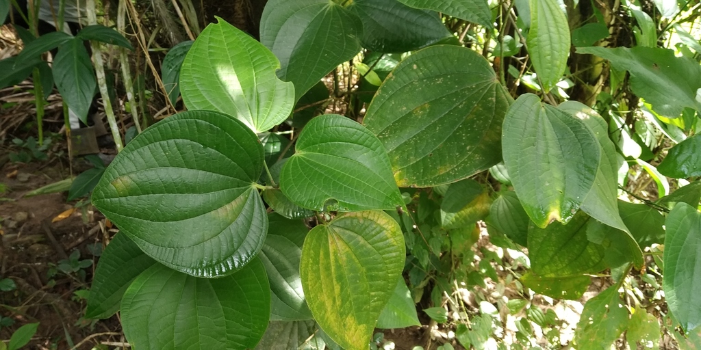 (Piper reticulatum) - Botanical Realm