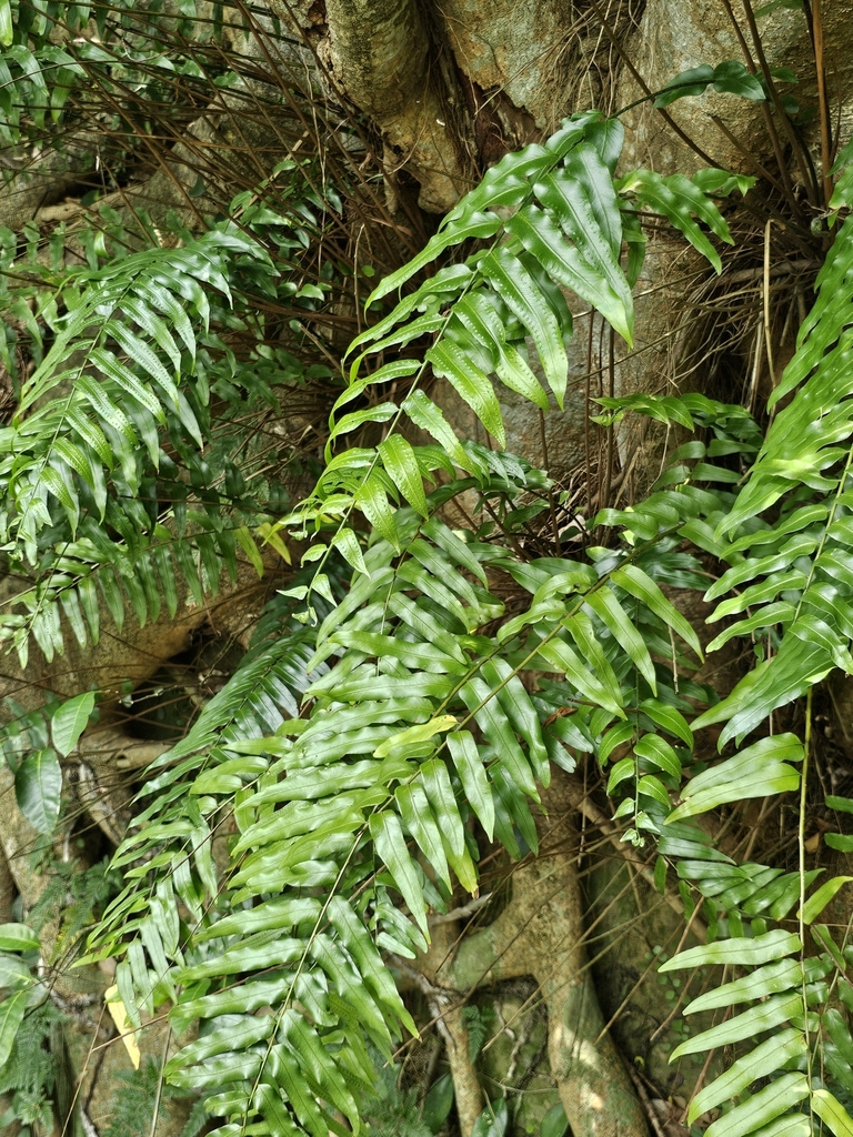 Broad Sword Fern from 111台灣台北市士林區名山里 on May 4, 2024 at 10:44 AM by 周明煌 ...