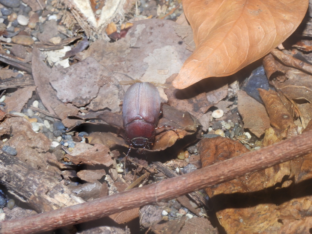 Mayate de Mayo desde San Andrés Tuxtla, Ver., México el 03 de mayo de ...
