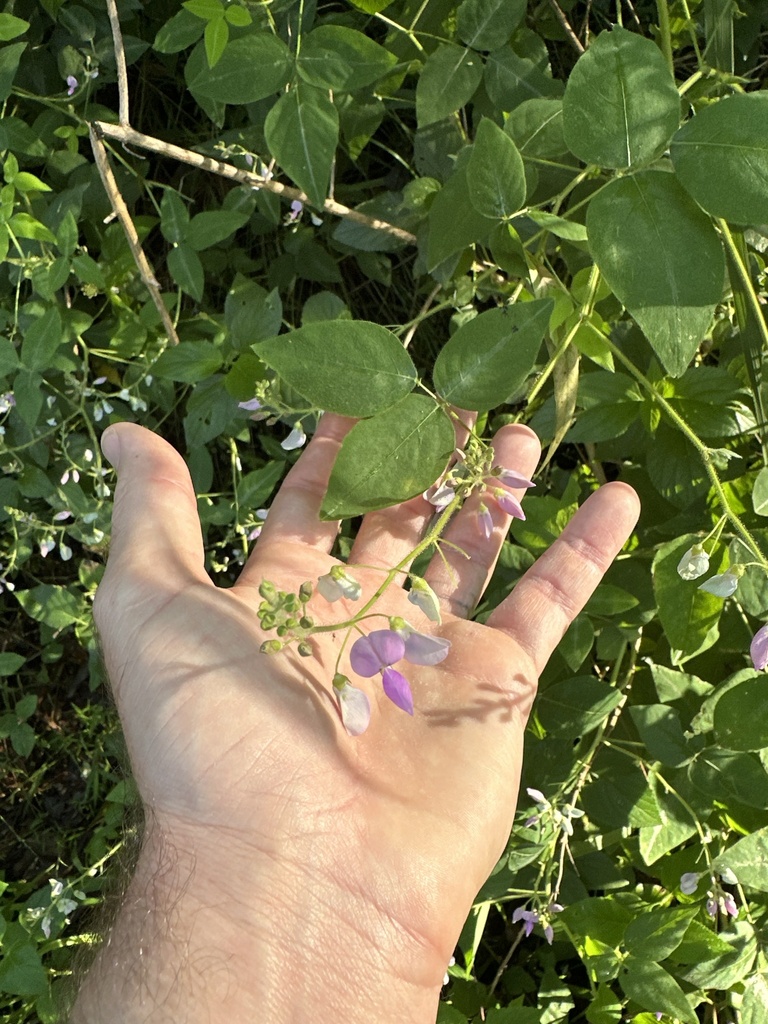 Silverleaf Desmodium in May 2024 by pteridium · iNaturalist