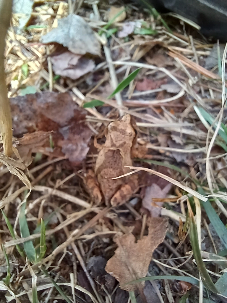 Spring Peeper from King, WI, USA on May 5, 2024 at 04:36 PM by Josiah ...