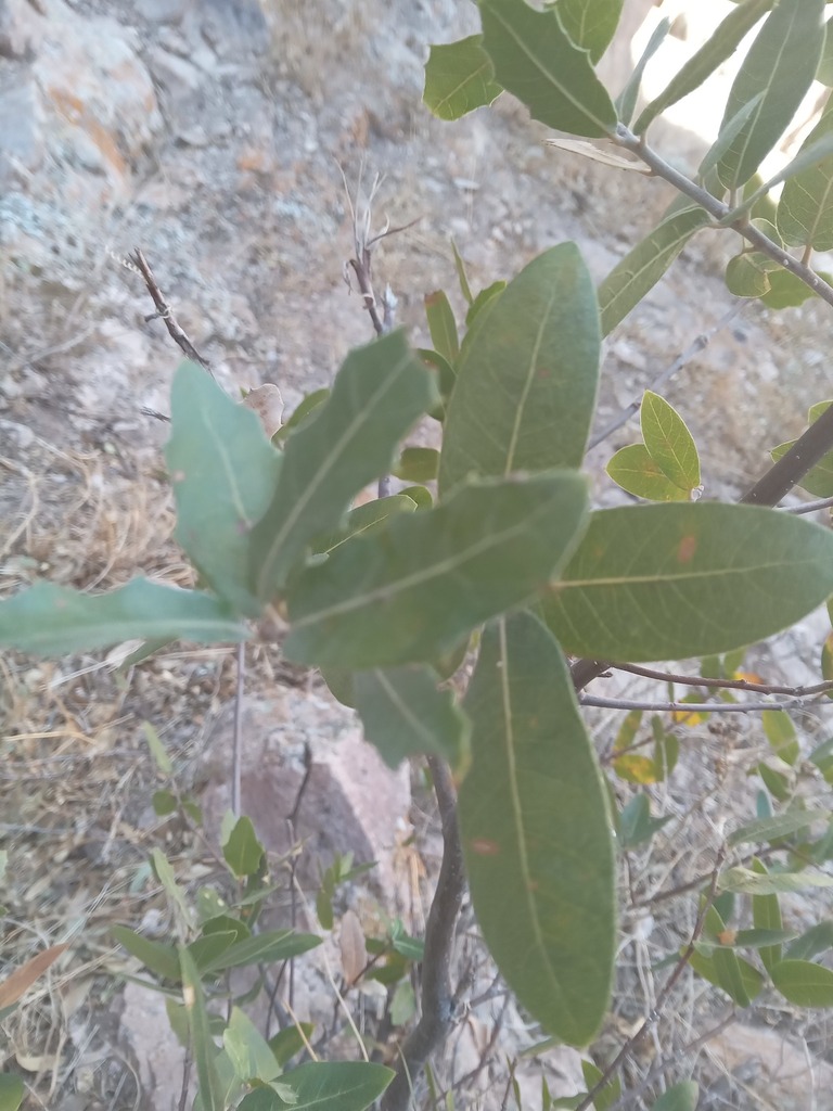 Emory oak from El Cañon del Colibri (Peña Larga), 31629 Chihuahua, Chih ...