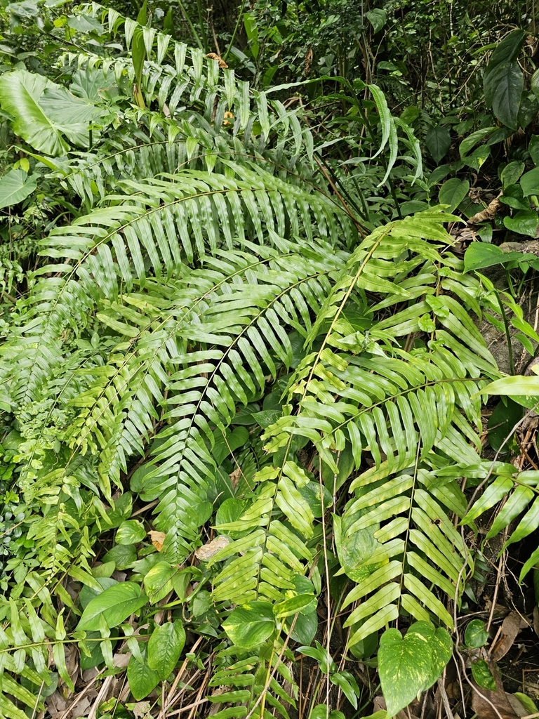 Broad Sword Fern from 111台灣台北市士林區名山里 on May 4, 2024 at 12:17 PM by 周明煌 ...