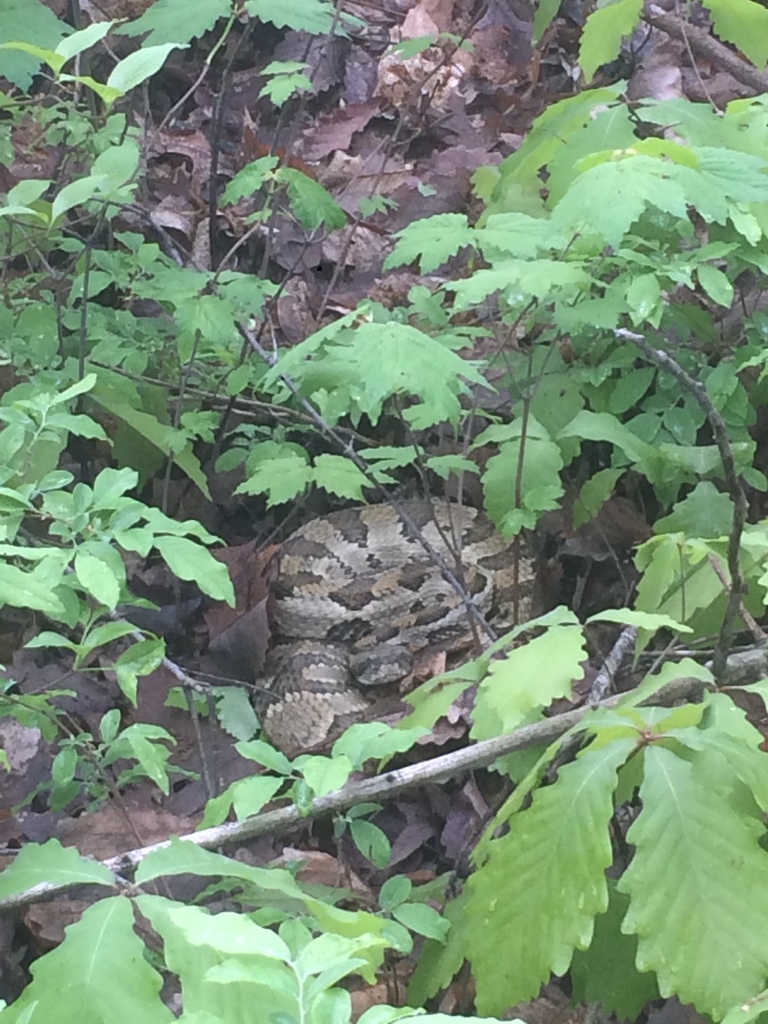 Timber Rattlesnake in May 2019 by Lucy Williams · iNaturalist