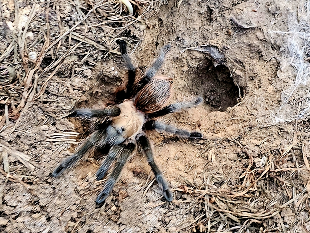 Texas Brown Tarantula from Andice, TX 78628, USA on May 5, 2024 at 07: ...