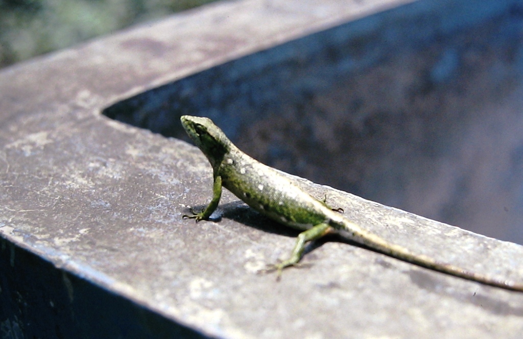 Audubon's Multicolored Lizard from Bermúdez, 6150, Sucre, Venezuela on ...