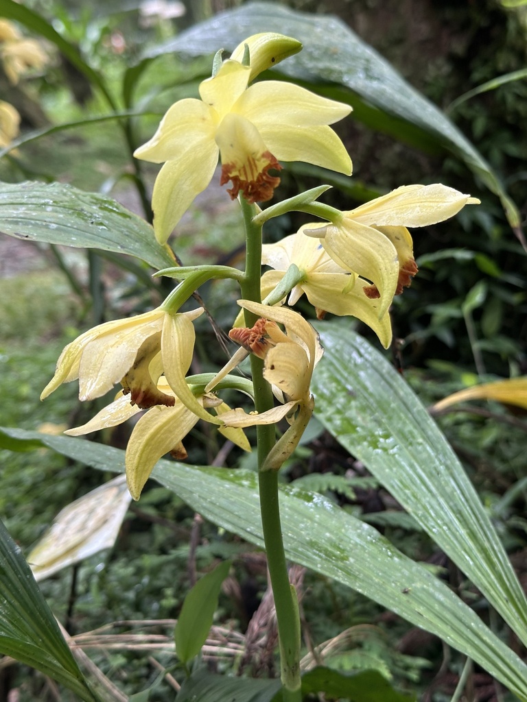 Phaius flavus from 臺灣島, 烏來區, NWT, TW on May 4, 2024 at 03:28 PM by ...