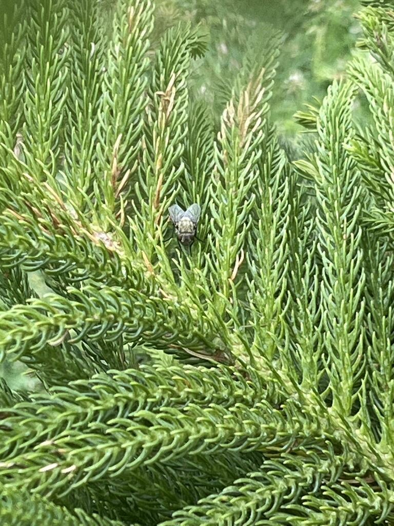 Lesser House Fly from Riverside County, US-CA, US on May 4, 2024 at 11: ...