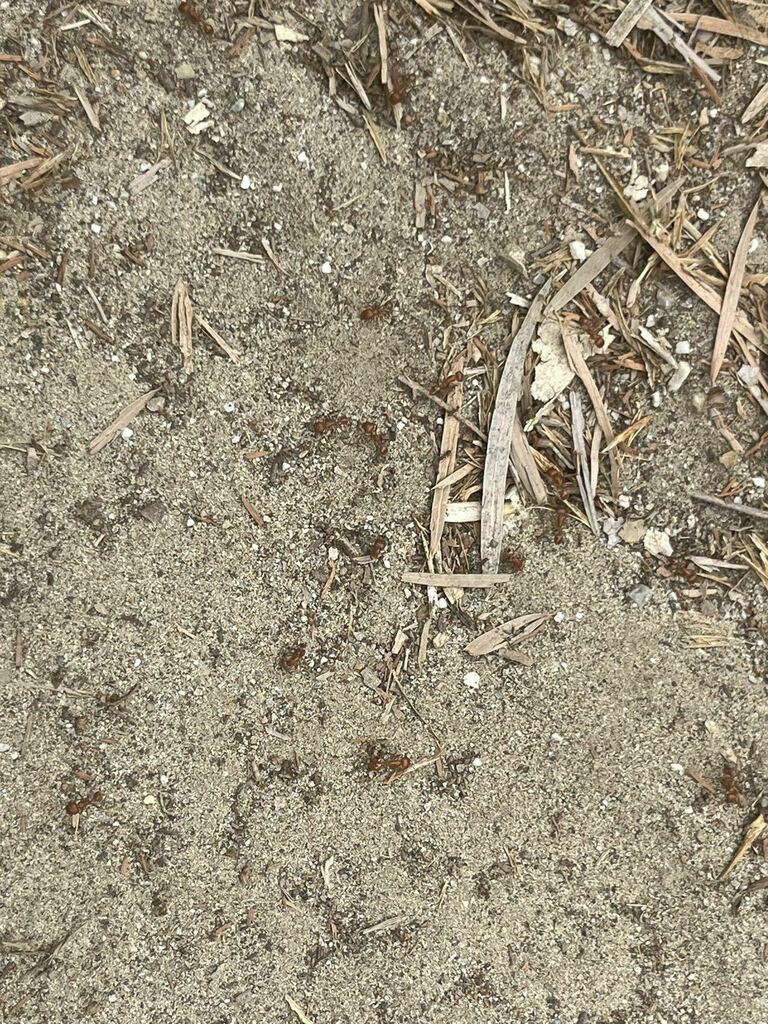 Typical American Harvester Ants from Downtown Riverside, Riverside, CA ...