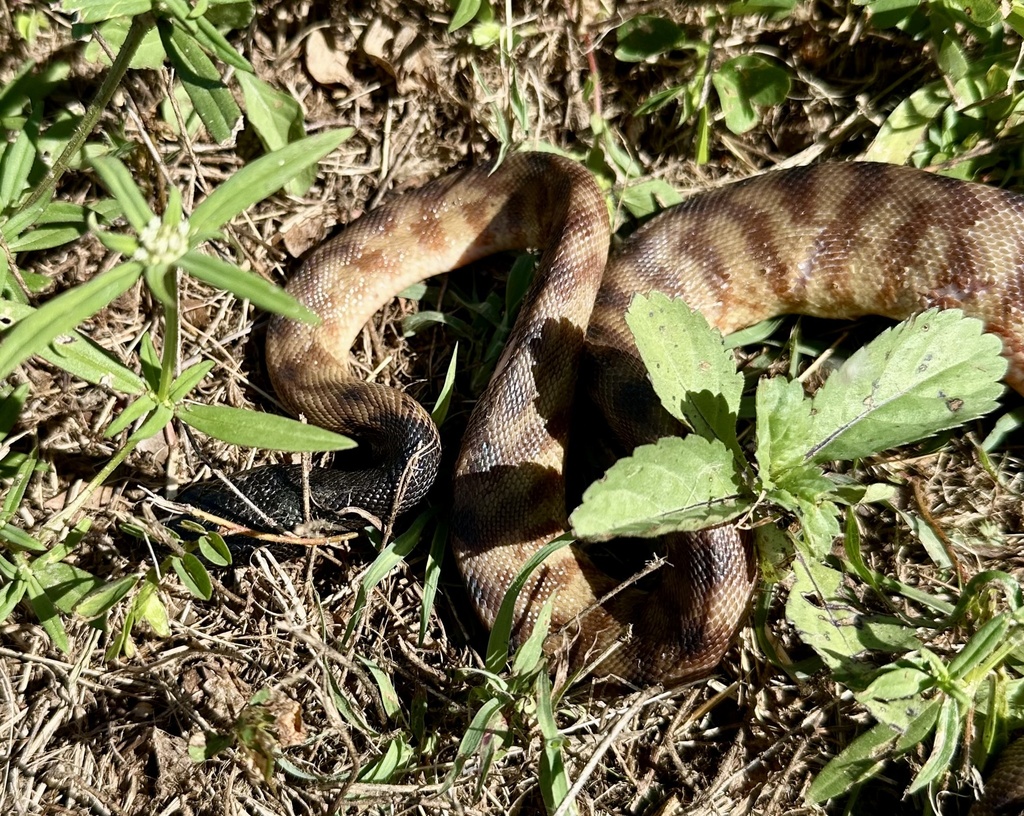 Black-headed Python from Mareeba, QLD, AU on May 5, 2024 at 10:19 AM by ...
